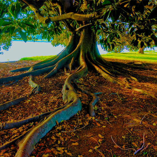 Get Grounded: Healing Your Root Chakra with the Power of Crystals