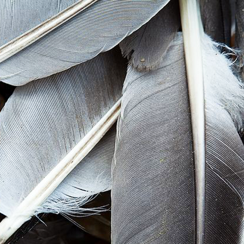 🕊️🔮 The Mystical Tale of the Grey Feather: Uniting Feminine and Mascul